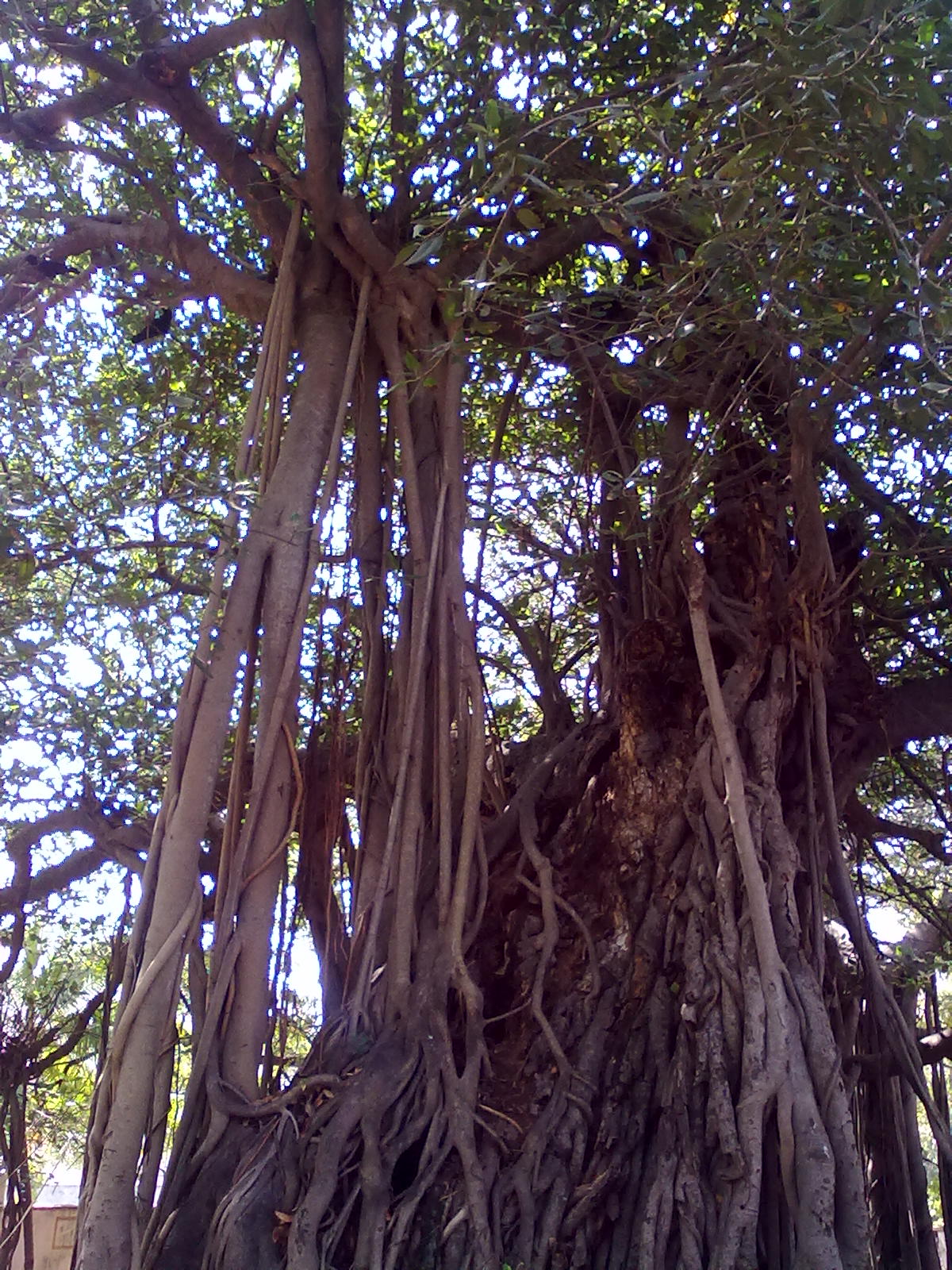 Prakruti -Mother Nature: THE BANYAN TREE -Part 2.