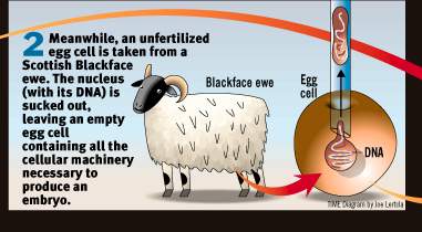 IMS & Research Methodology: Human Cloning