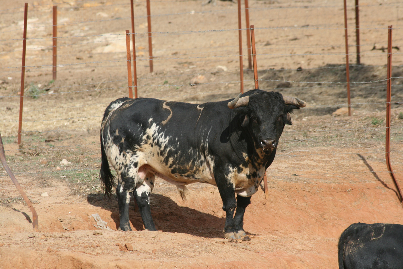GANADERIA SERGIO CENTELLES: TOROS DE LA GANADERIA GADITANA DE MARCOS ...