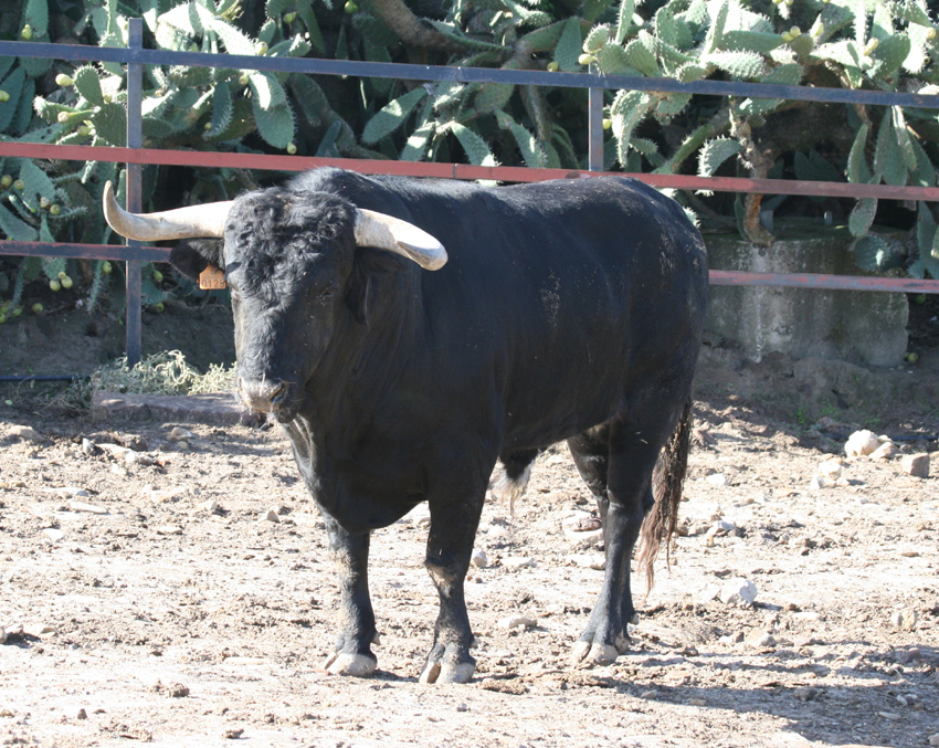 GANADERIA SERGIO CENTELLES: 2010