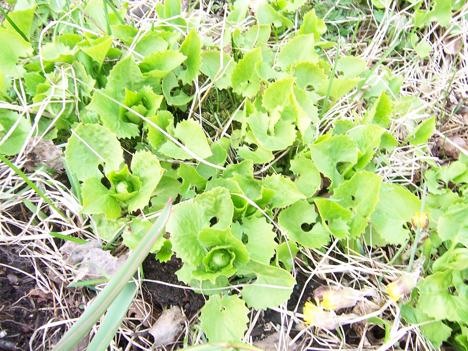 Sirkan Blogi: Vuohenjuuri ja narsissit