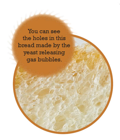 Under the Microscope In Your Food: Bread and Microfungi