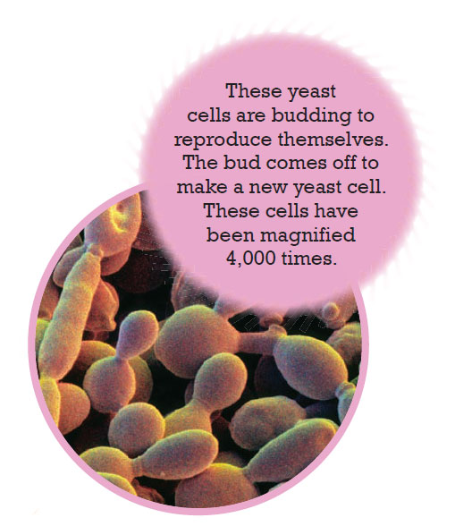 Under the Microscope In Your Food: Bread and Microfungi