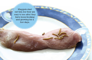 Under the Microscope In Your Food: Magnified Meat