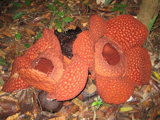 Mahligai Cinta Alexsue: Pokok Pakma atau Rafflesia