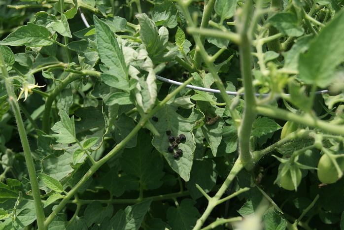 keeslarsfamilyfarm: Tomato Horn Worm