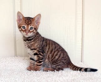 Steph's Simple Solutions: Toygers - Domestic Tiger Cats