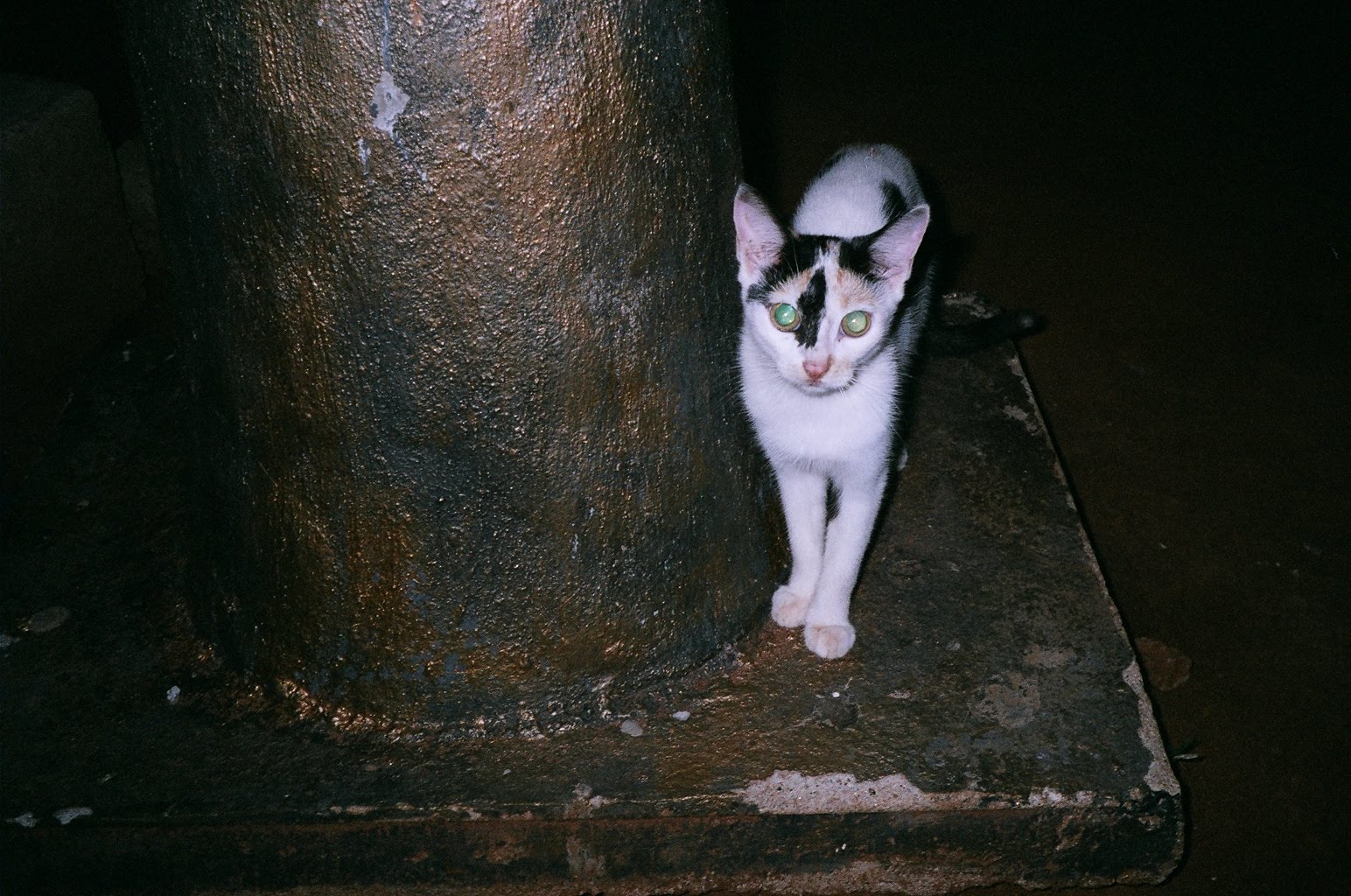 Cat Party: Cat Pap - Juju Man's Cats, Ghana