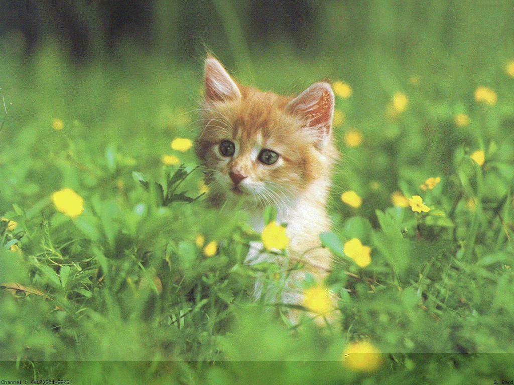 KUCING YANG LUCU | Kucingku