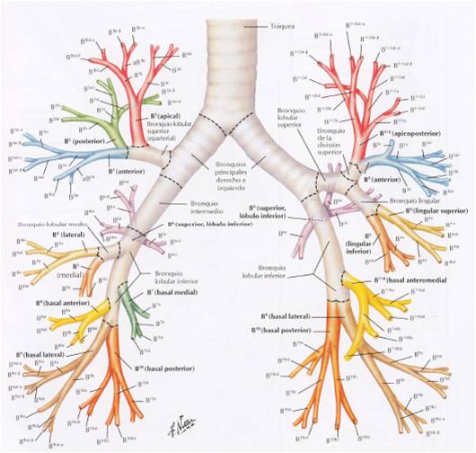 SaludUM: Cáncer Pulmonár: Un Conocimiento de la Anatomía ...