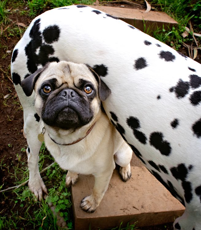 The Daily Puglet: PUGS IN SPAAAAAACE