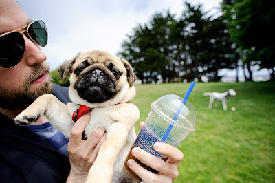 The Daily Puglet: PUG SUNDAY. ON FRIDAY.