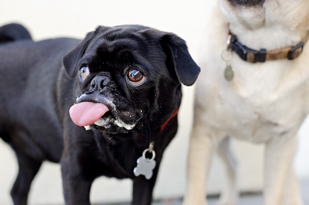 The Daily Puglet: CREAM PUGS