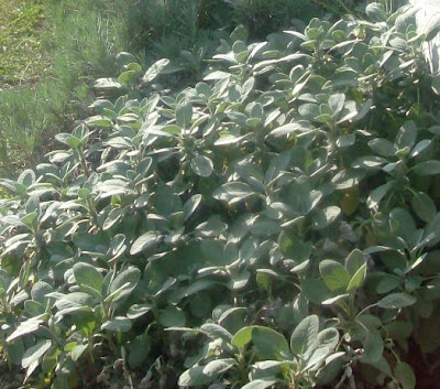 The Essential Herbal Blog: Sage, The Perfect Herb for Fall