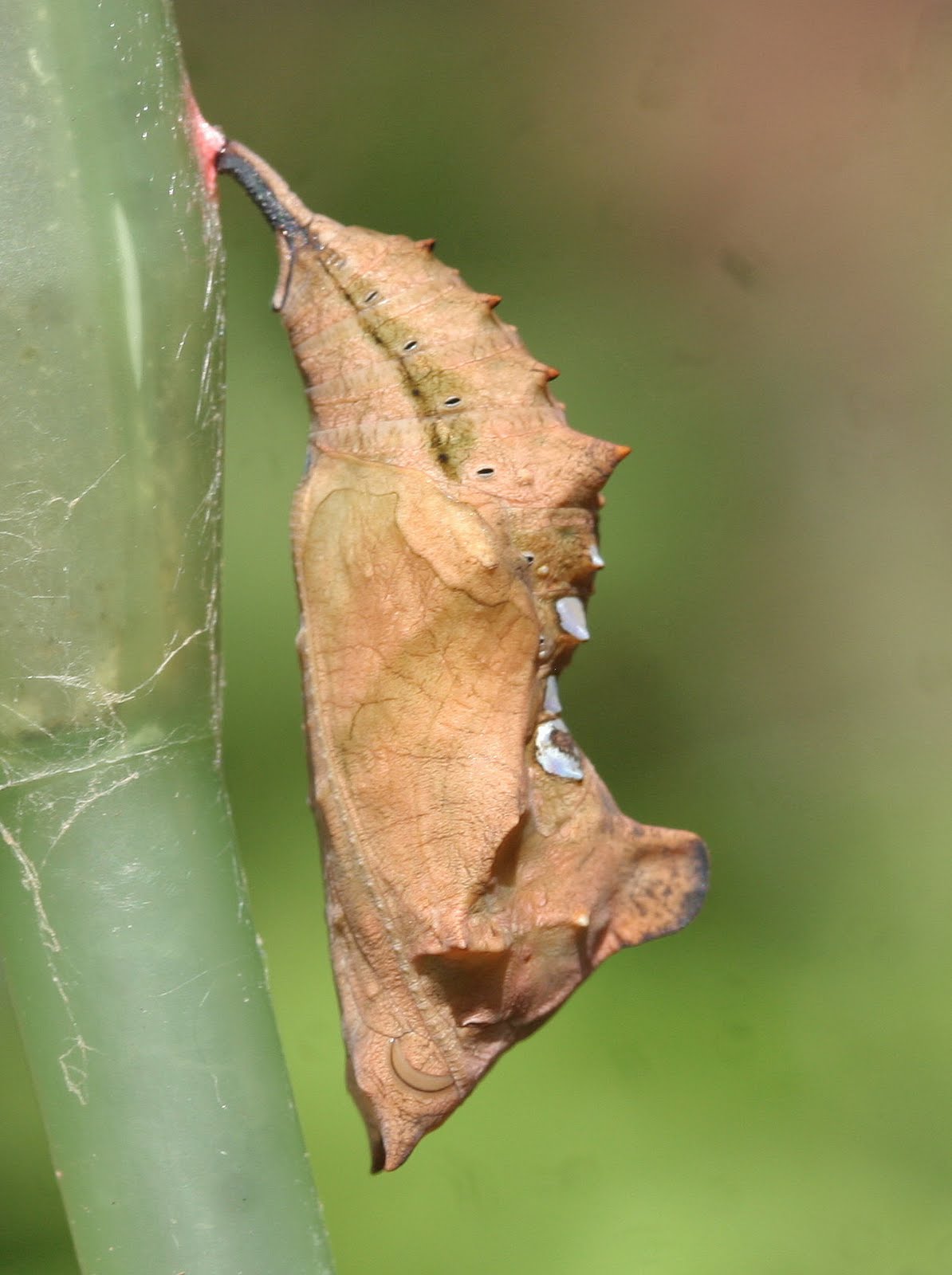 On the Wing: A CHESAPEAKE BUTTERFLY GARDEN