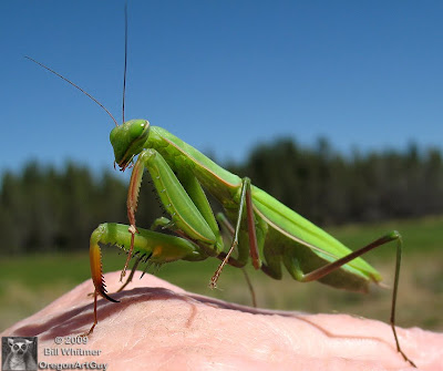 Oregon Art Guy Blog: Praying Mantis Photos....