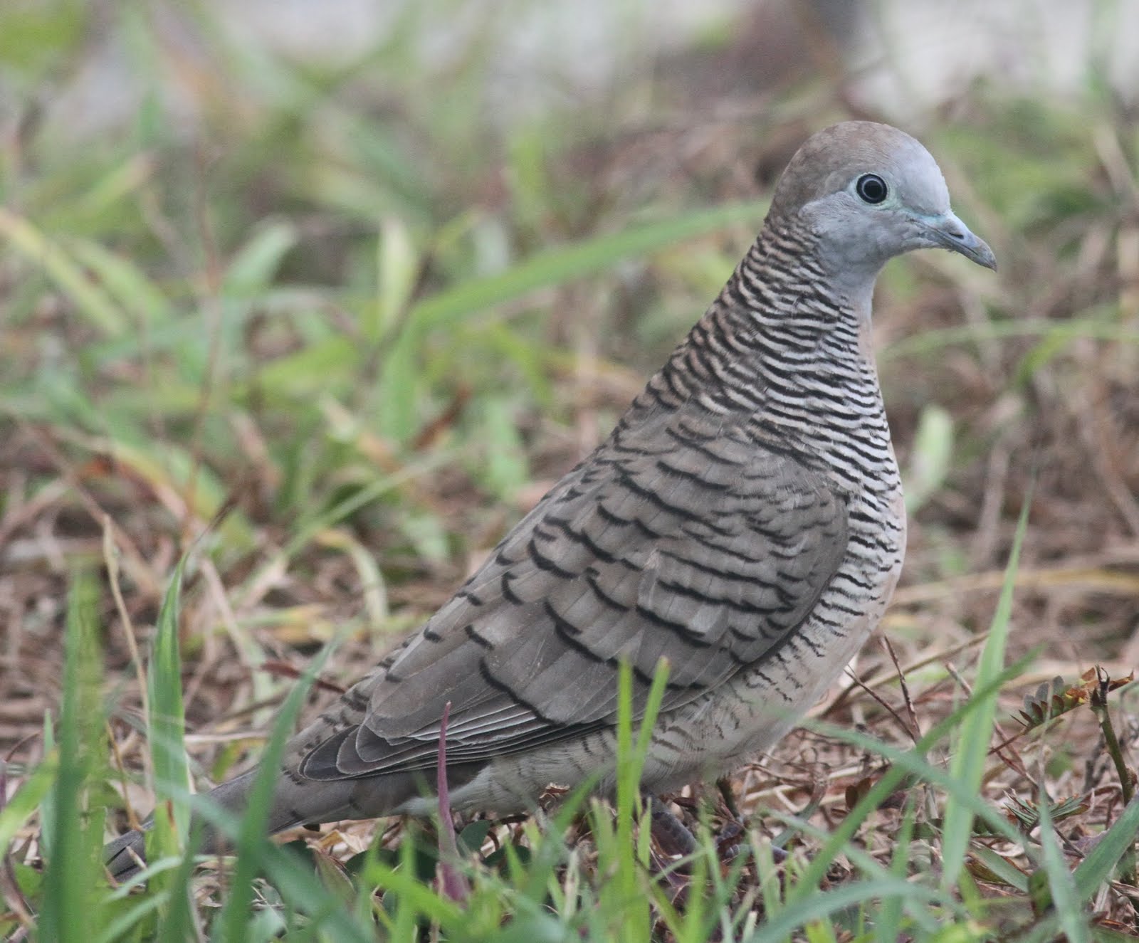 A Birder in The Philippines: Week ending 15th August