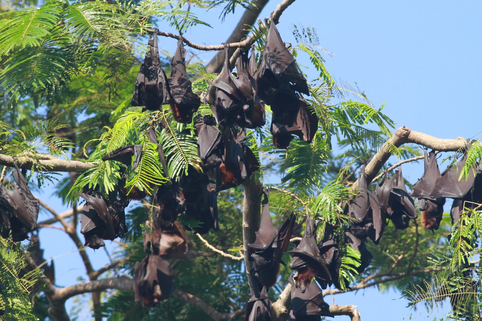 A Birder in The Philippines: Subic, 18th & 19th September
