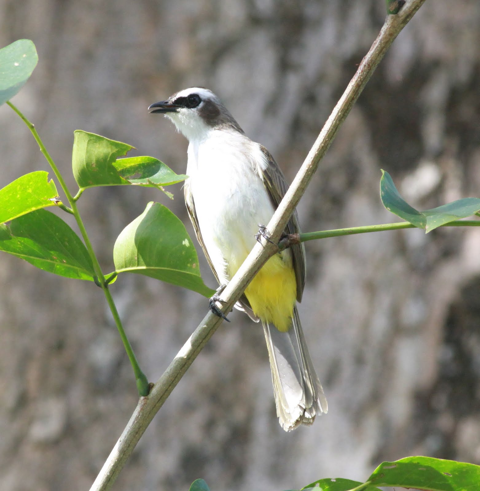 A Birder in The Philippines: Sunday 7th November - TREES Lodge, ISH