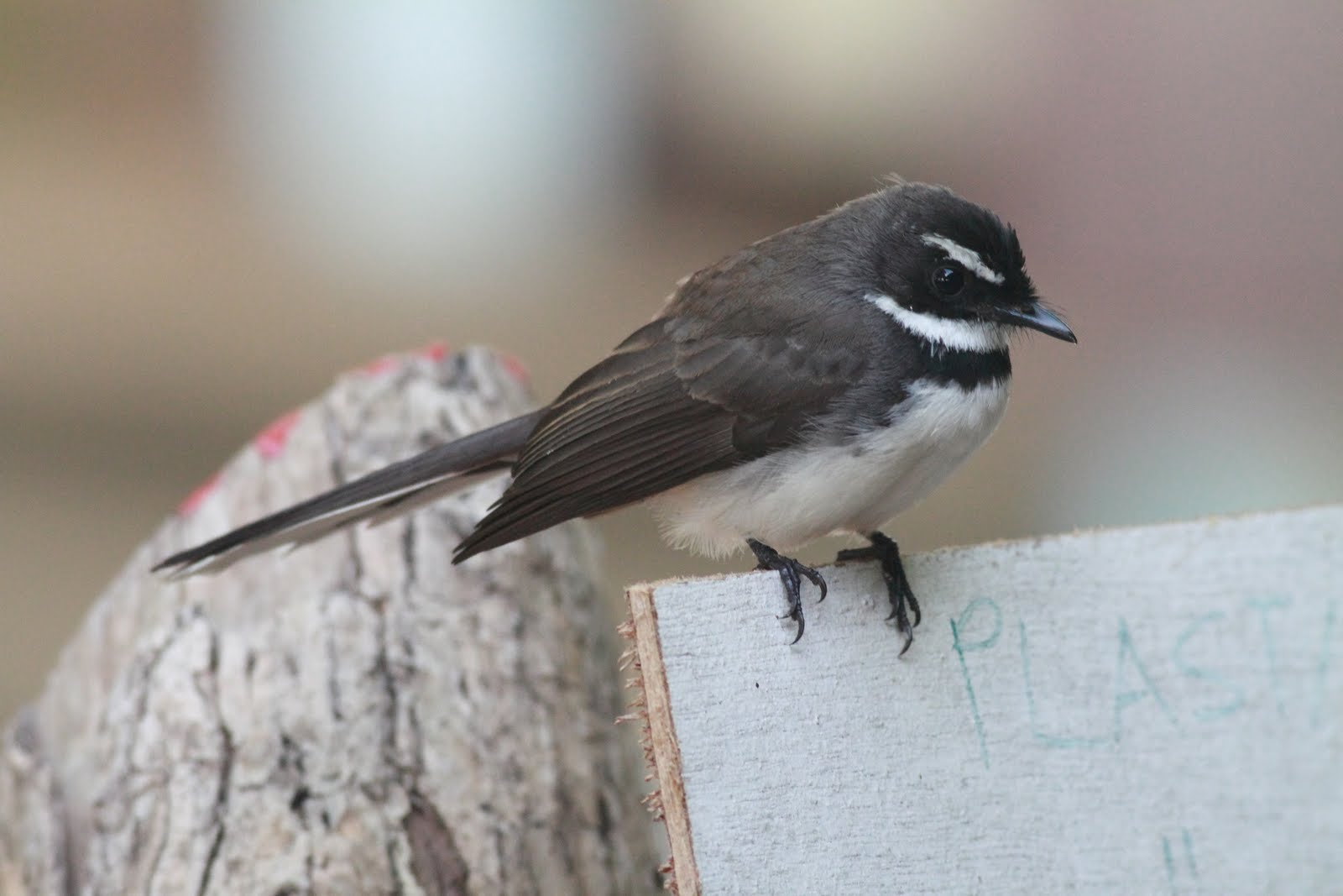 A Birder in The Philippines: Pandan Island, Mindoro - 23rd to 30th December