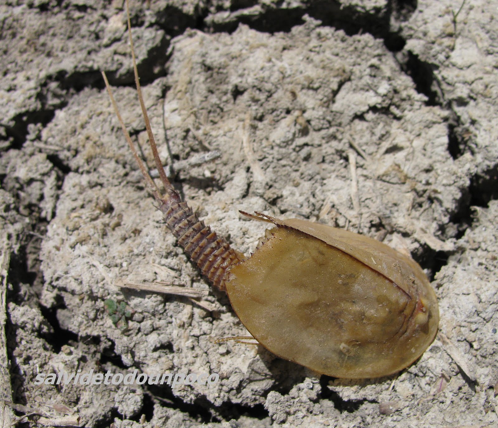 SALVI DE TODO UN POCO: TRIOPS CANCRIFORMIS - ANIMAL DEL JURÁSICO