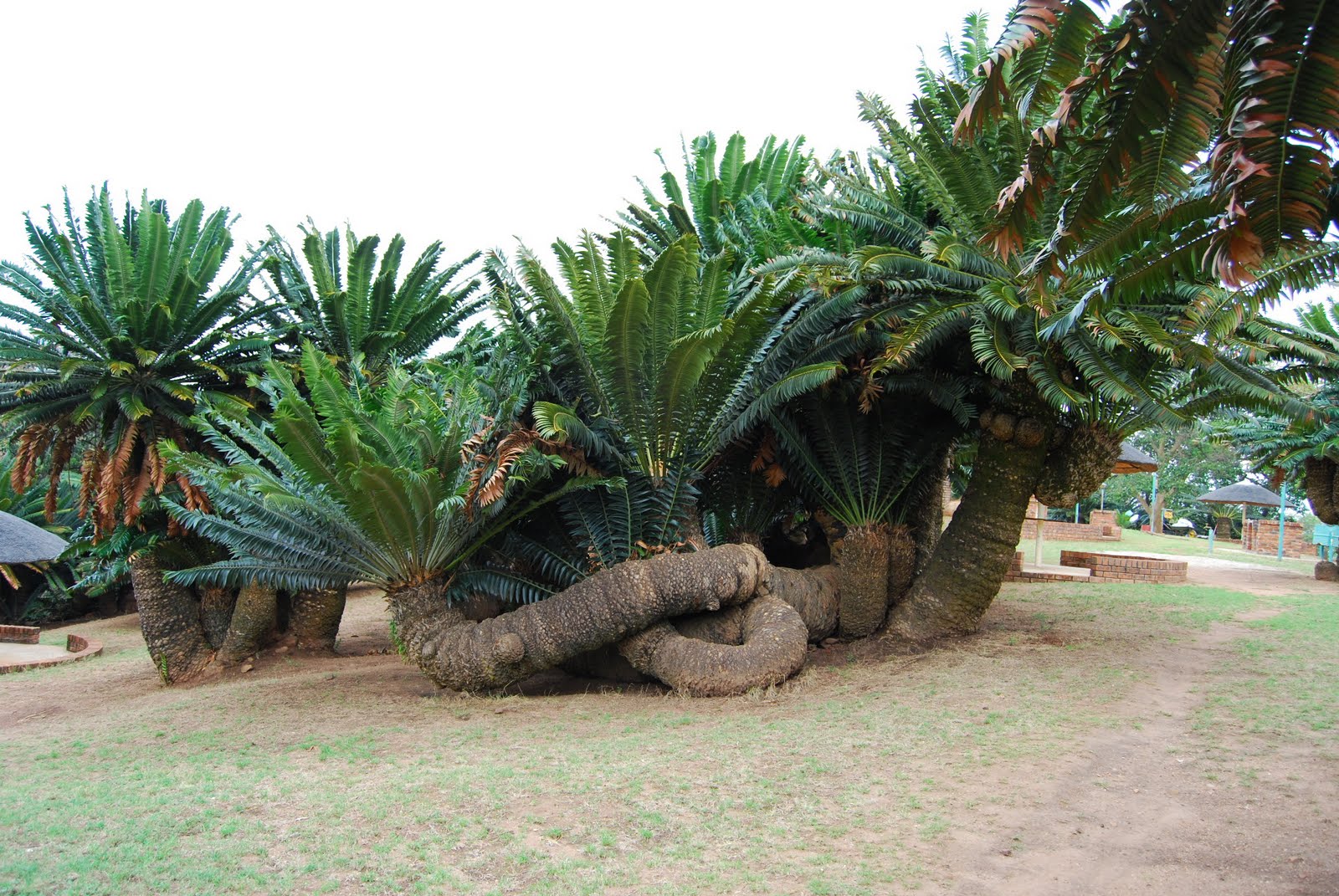 My bags are packed, I'm ready to go.: Modajagi Cycad Nature Reserve