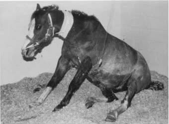 El caballo cuando sufre de cólicos