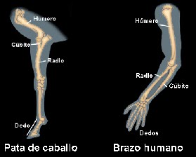 Jinete y Caballo: Estructura ósea de un caballo.