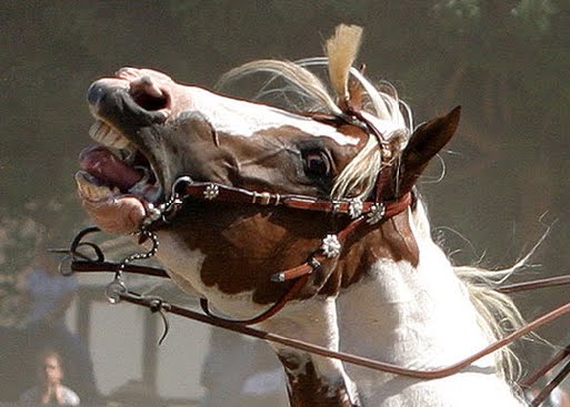 El Dolor en los Caballos