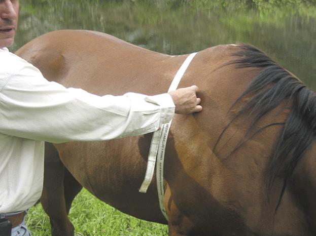 Cómo calcular el peso que tu caballo puede transportar cómodamente