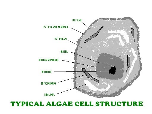 MARINE BIOLOGY - SHINE: Algae Cell - 09/25/07