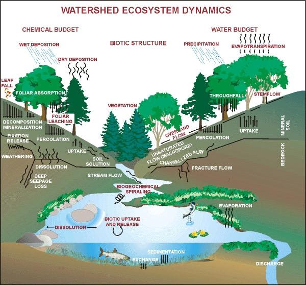 MARINE BIOLOGY - SHINE: Watershed Ecology