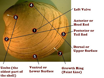 MARINE BIOLOGY - SHINE: Virtual Dissection - Clam