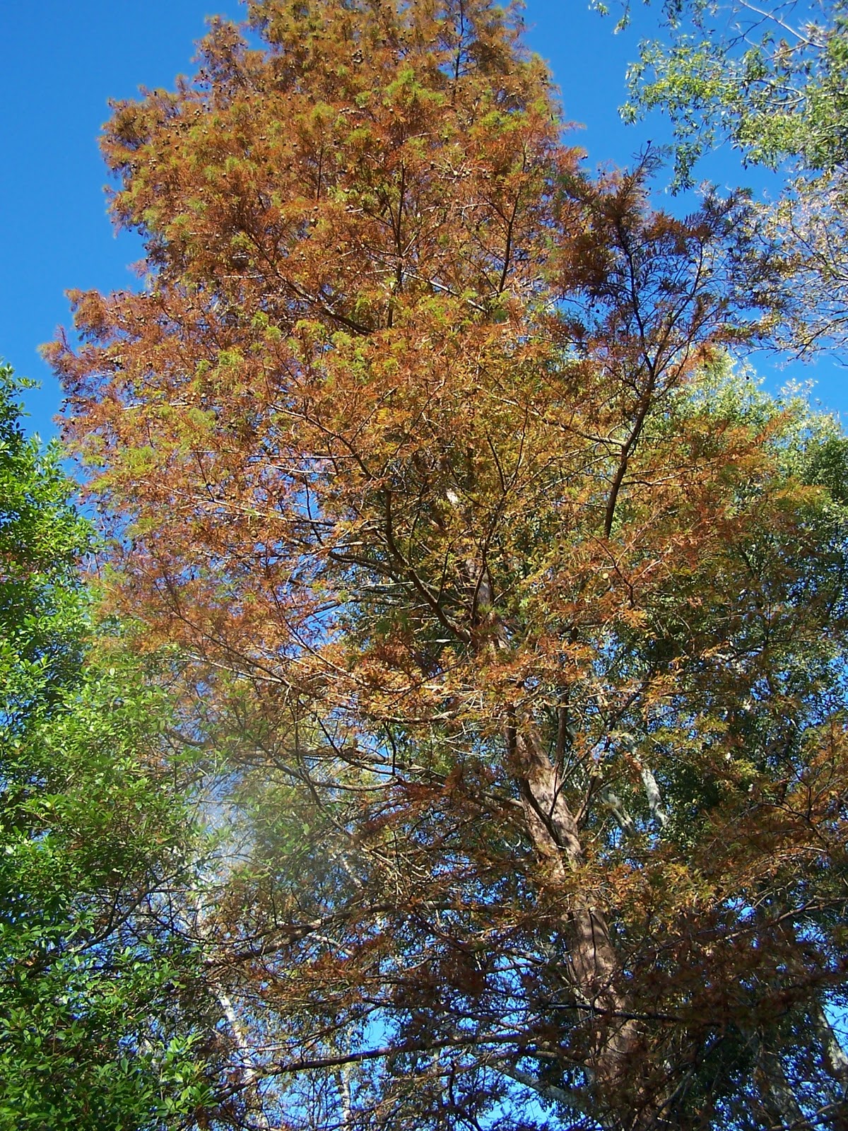 The Nature Dude: a tale of two cypresses