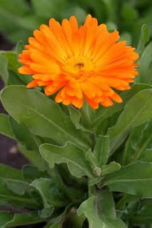 A Chef in the Garden: Three Winners and a Waste of Time