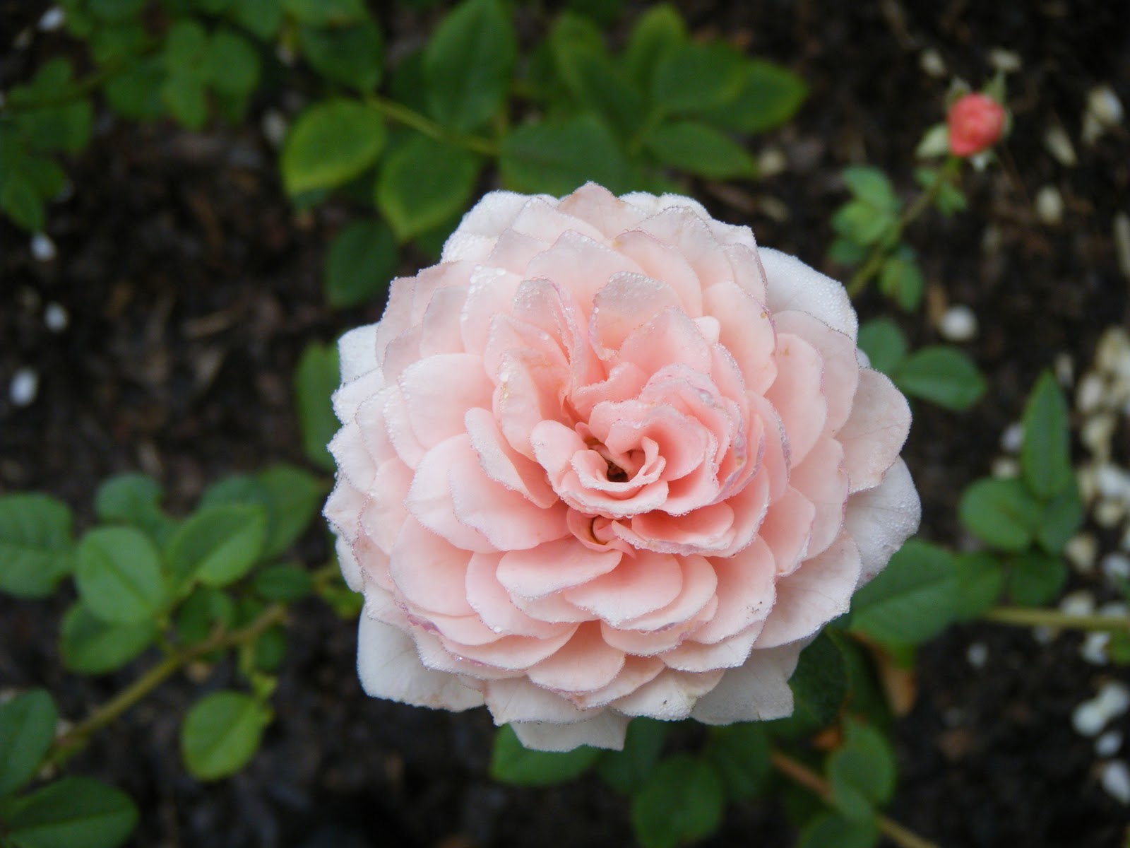 A Chef in the Garden: Only English Shrub Roses!
