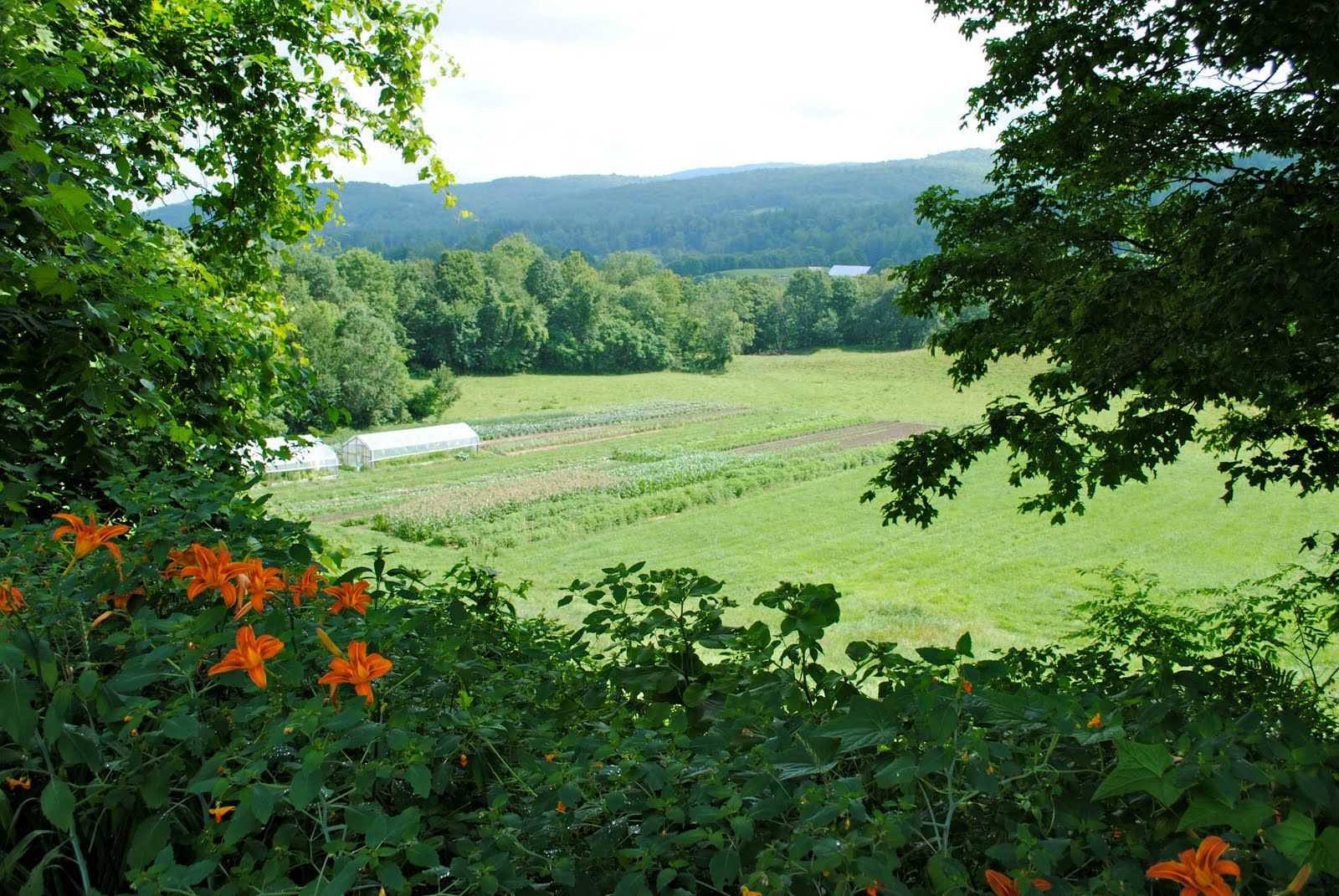 The CSA Kitchen: Fat Rooster Farm- AKA "Birdland"