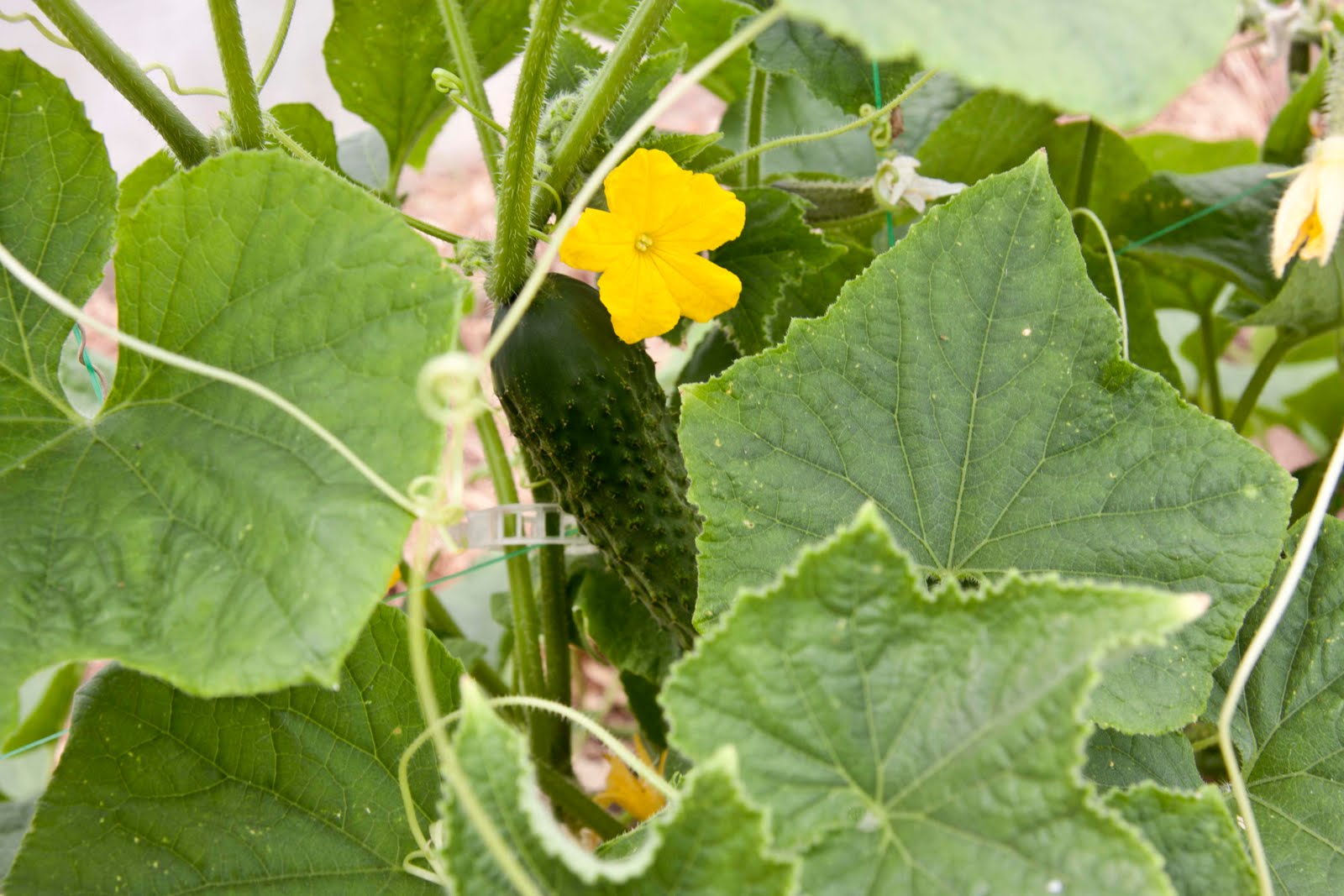 Avantales: Los pepinillos