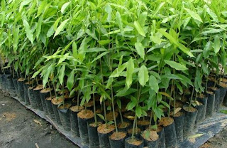 Pokok Gaharu: GAHARU : JENIS & TABURAN