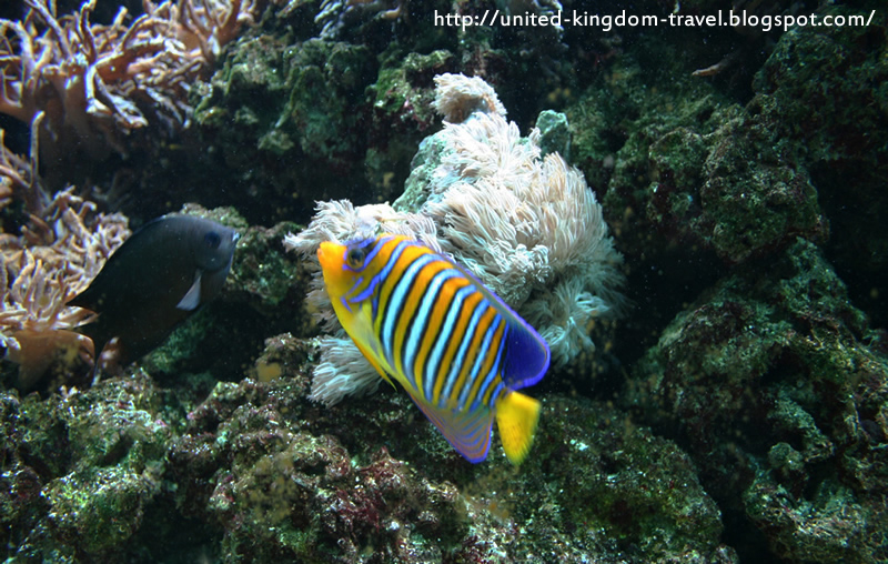 Aquarium at the ZSL London Zoo - The Globe Trotter