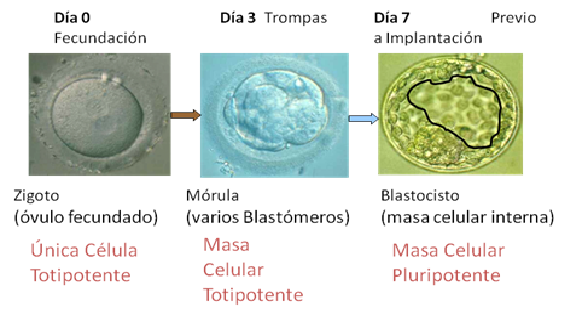 Tipos de Células Madre y su Función | Biomadre