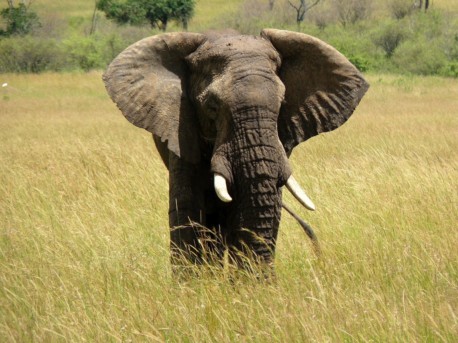 Mara Fan: Elefanten - Elephants - Tembos