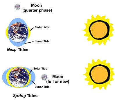 The Green House: Spring Tide vs. Neap Tide