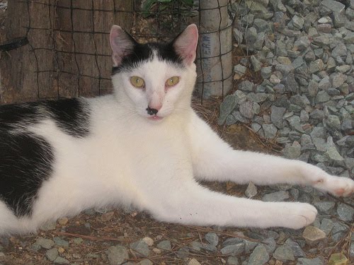 Cat of the Week: Alton - Goathouse Refuge