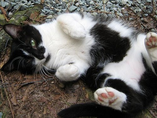 Cat of the Week: Coconut - Goathouse Refuge