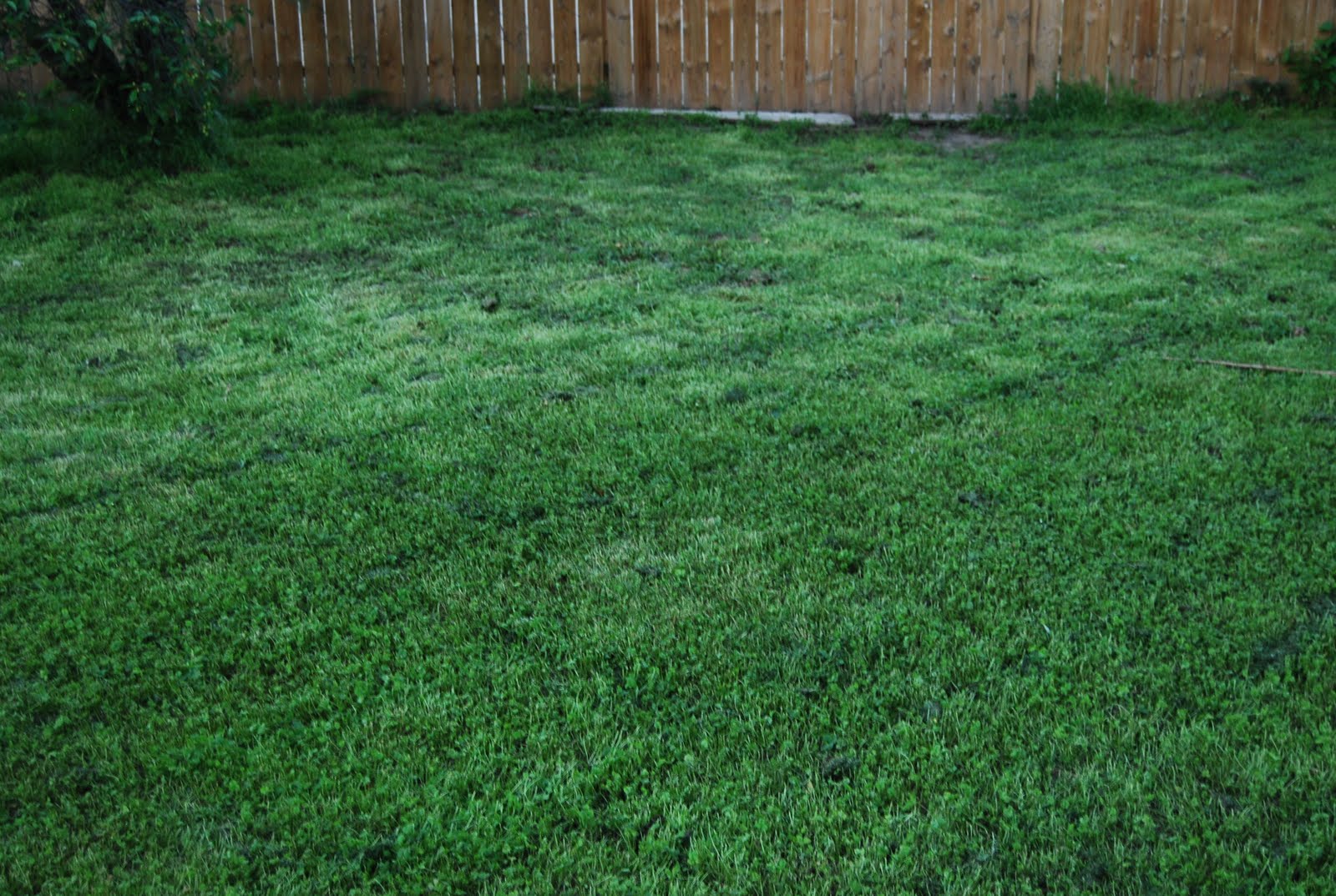 Granite and Sponges: A Precisely Manicured Lawn