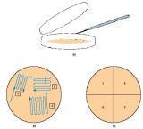 Laboratory Techniques in Microbiology