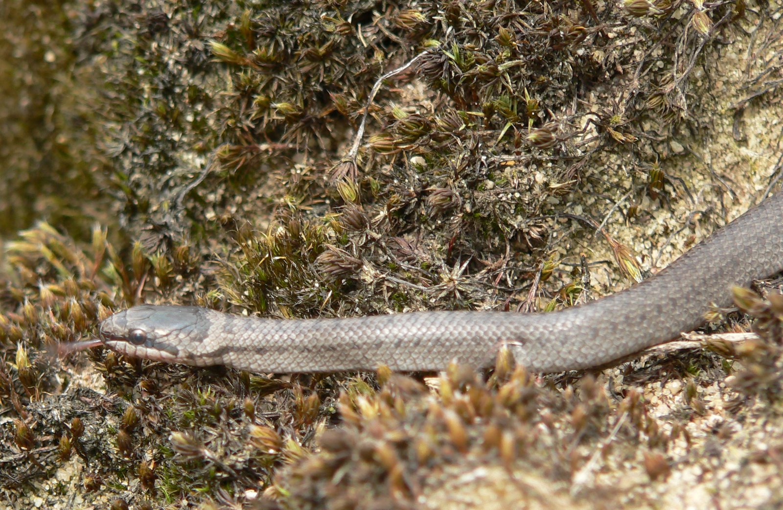 Piets Beestjes: Jonge gladde slang (Coronella austriaca)