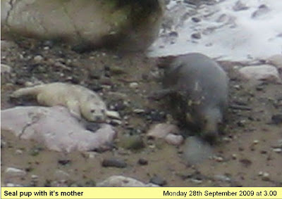 Scenery: SEALS AT ANGEL BAY ON THE LITTLE ORME