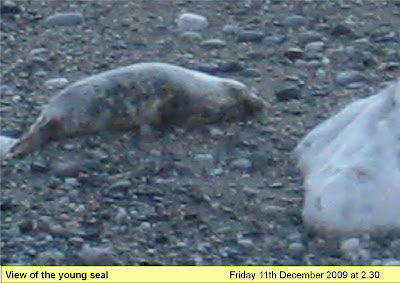 Scenery: SEALS AT ANGEL BAY ON THE LITTLE ORME